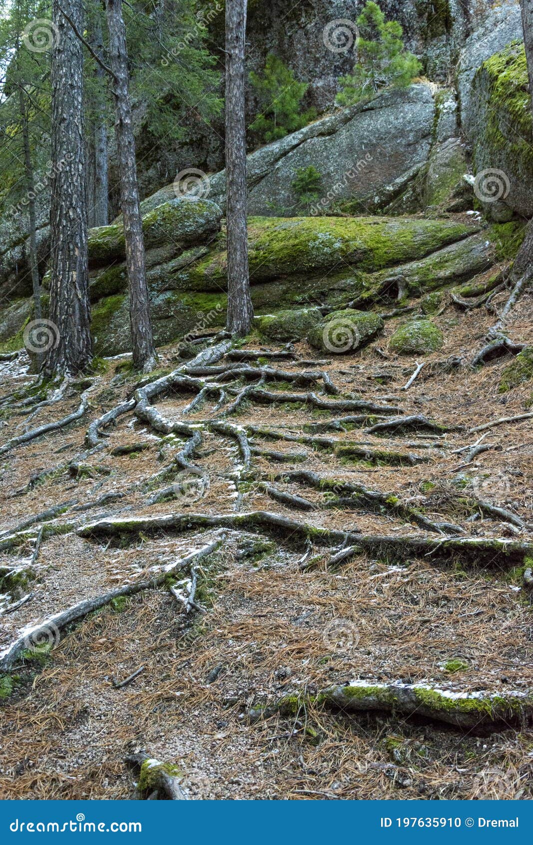 Tree Roots Protruding from the Ground Stock Photo - Image of stone ...