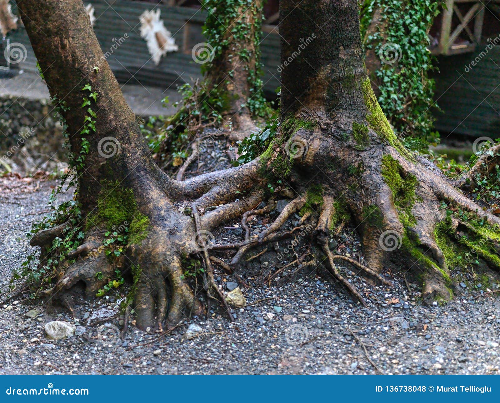 Tree roots in public park stock photo. Image of leaf - 136738048