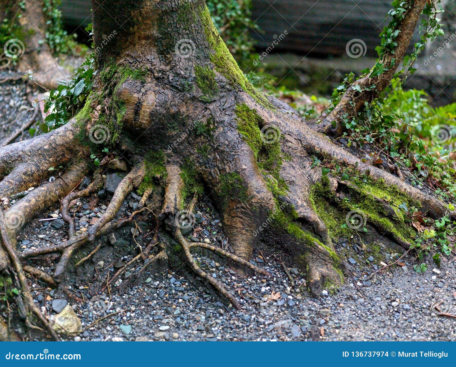Tree roots in public park stock photo. Image of earth - 136737974