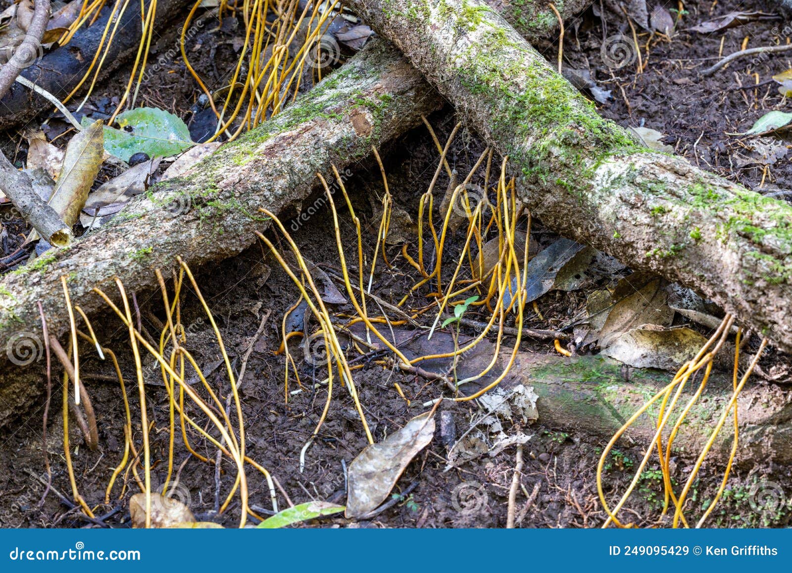 Tree roots stock image. Image of tree, forest, roots - 249095429