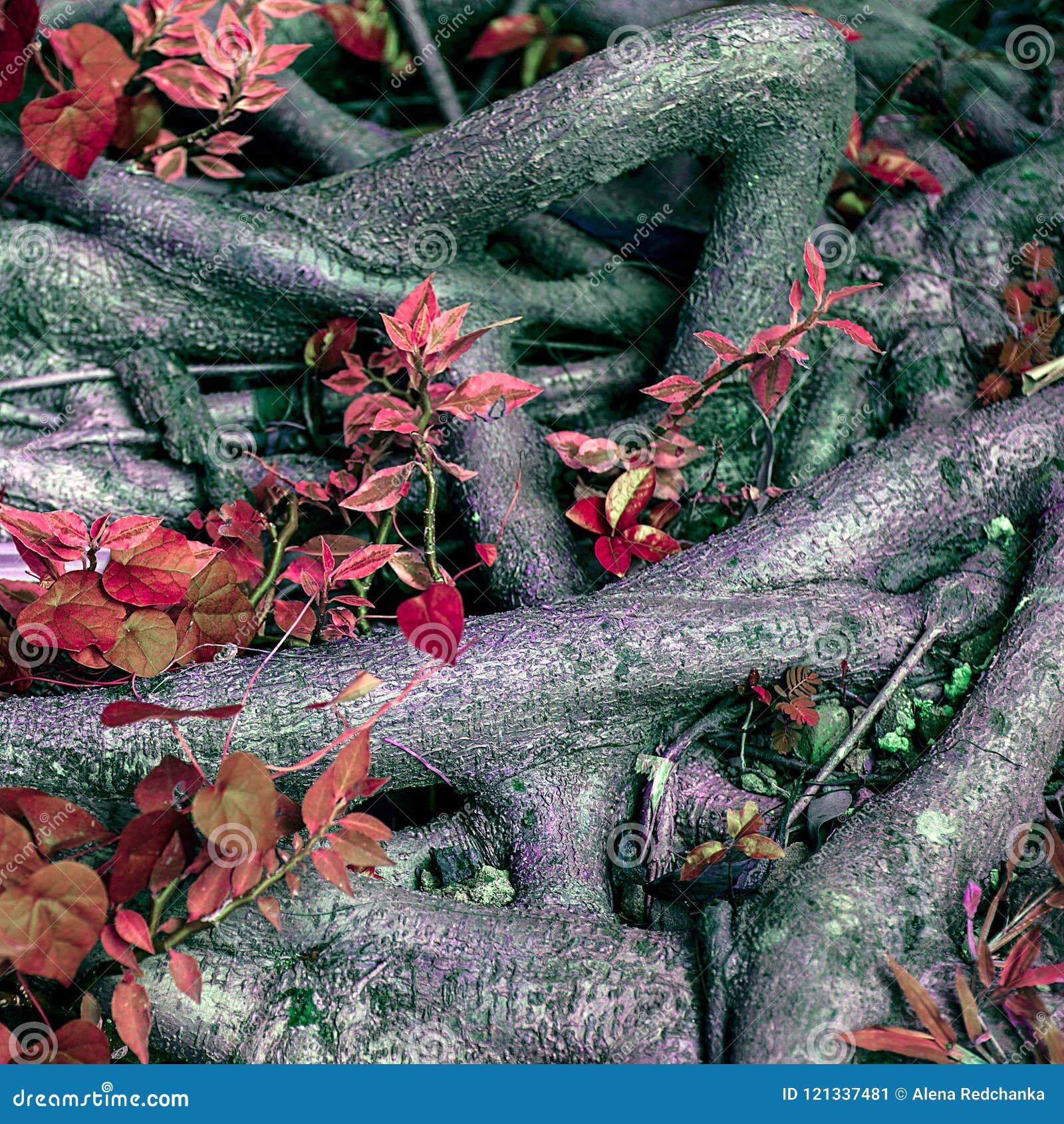 Tree Roots with Red Foliage in the Forest Stock Image - Image of green ...