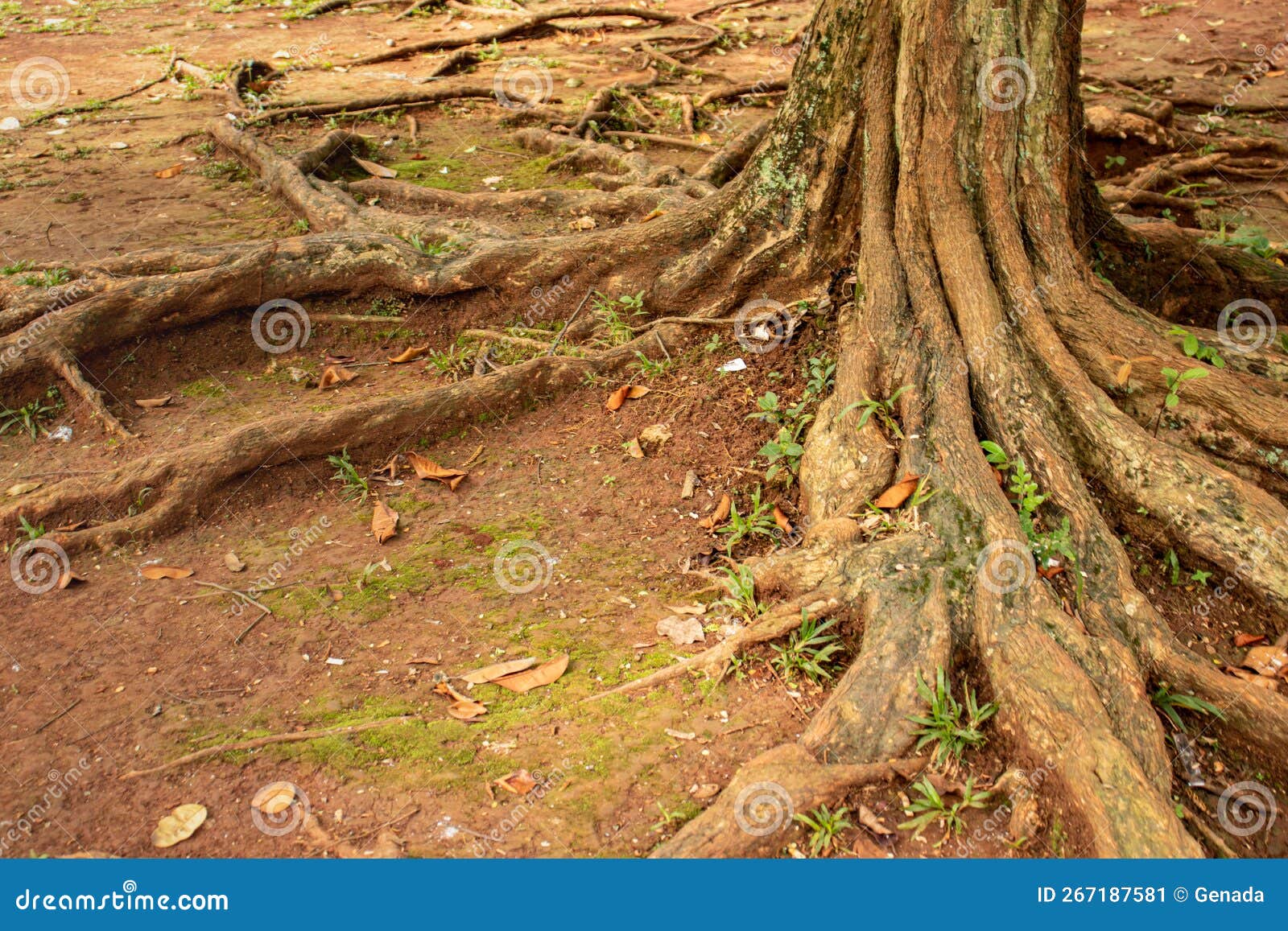 Tree Roots and Red Ground with Fallen Leaves Stock Image - Image of ...