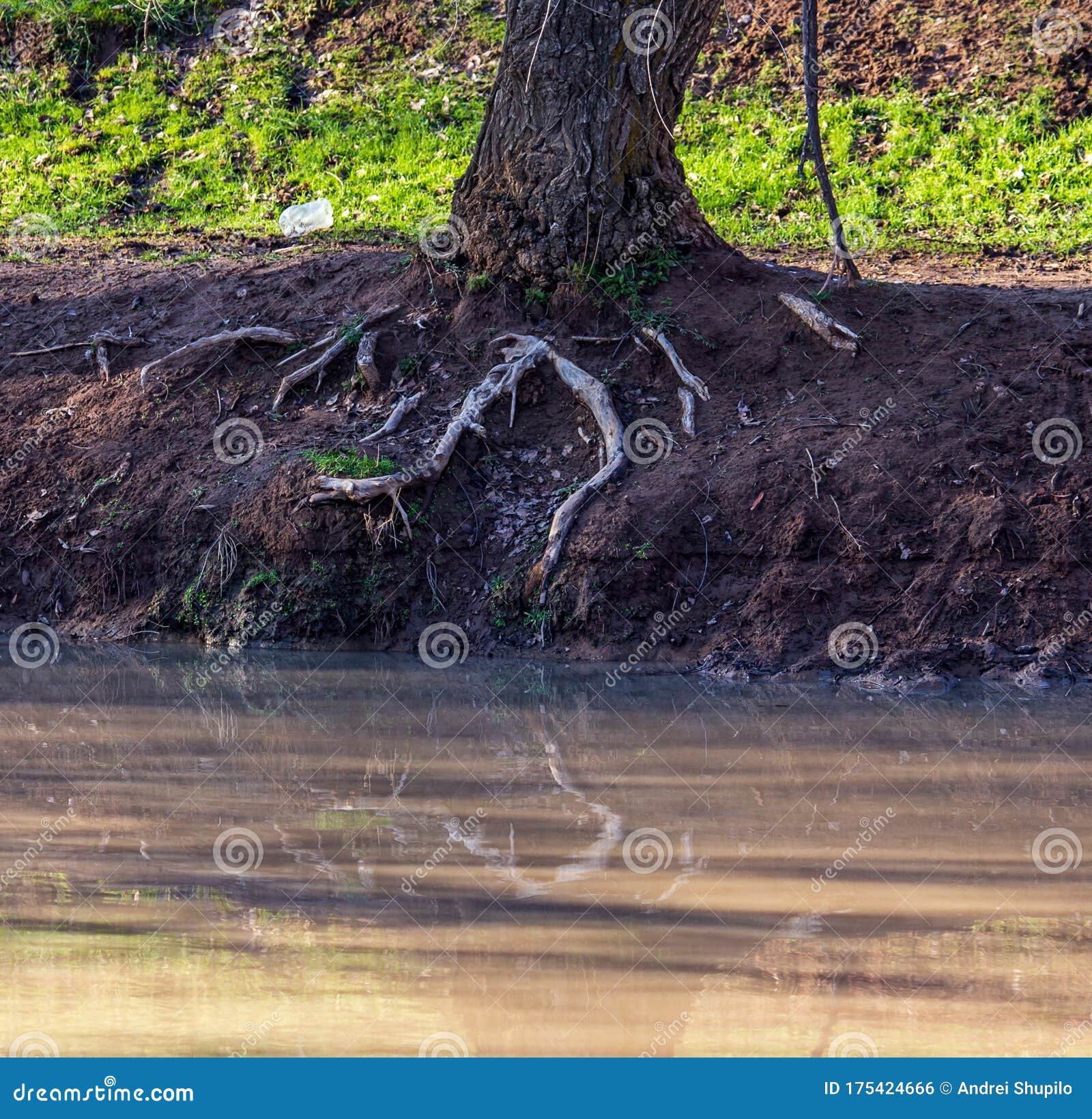 Tree Roots with Reflection in Water Stock Photo - Image of mangrove ...