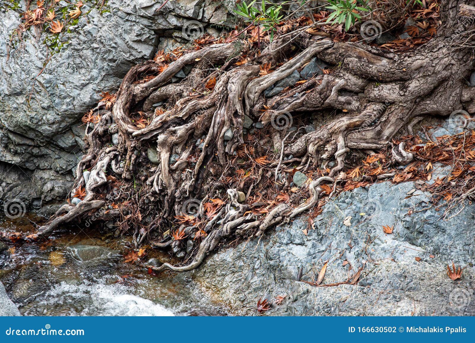 Tree Roots Resting on a Rocky River Surface Stock Photo - Image of ...
