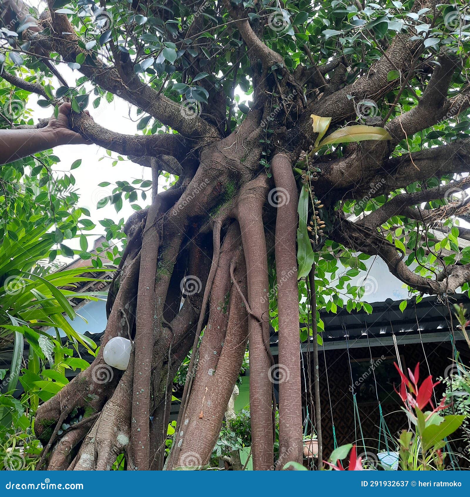 The tree roots rise high stock image. Image of woodland - 291932637