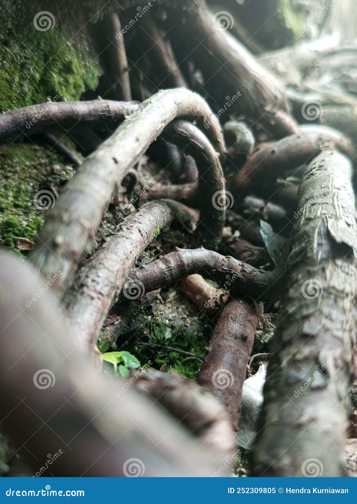 Tree roots by the river stock image. Image of tree, moss - 252309805