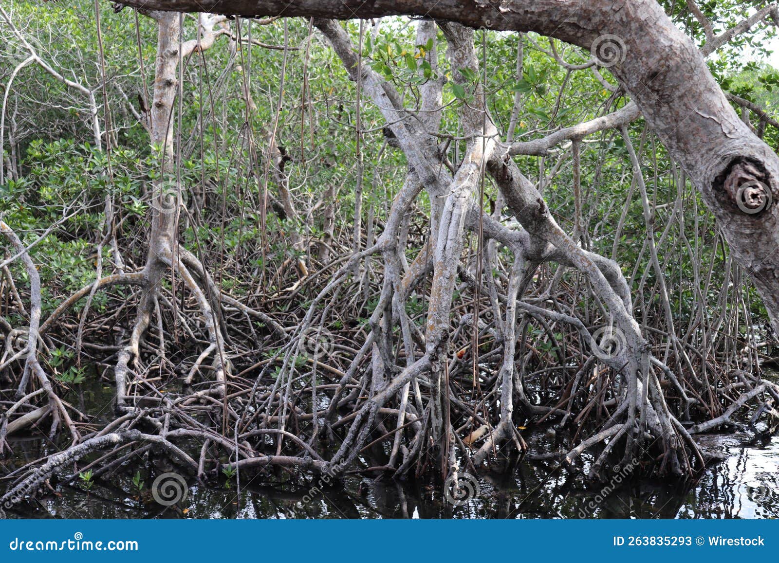 Tree roots in the river stock image. Image of growing - 263835293