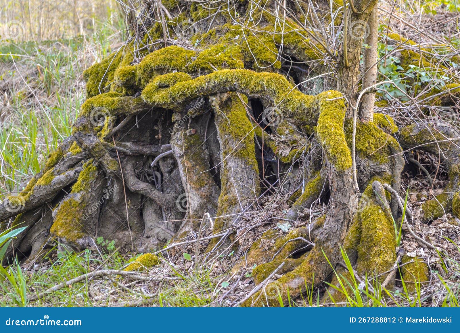 Tree Roots on the River Bank. Stock Photo - Image of season, wood ...