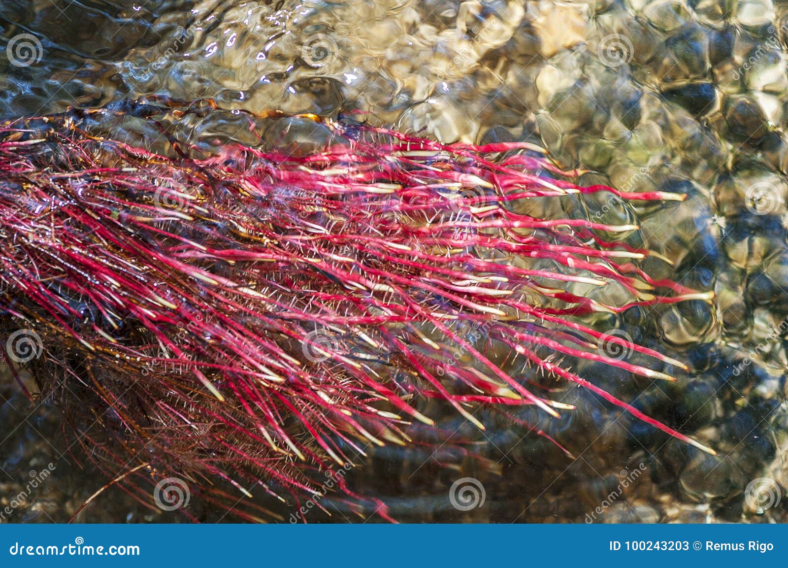 Tree roots in a river stock image. Image of natural - 100243203