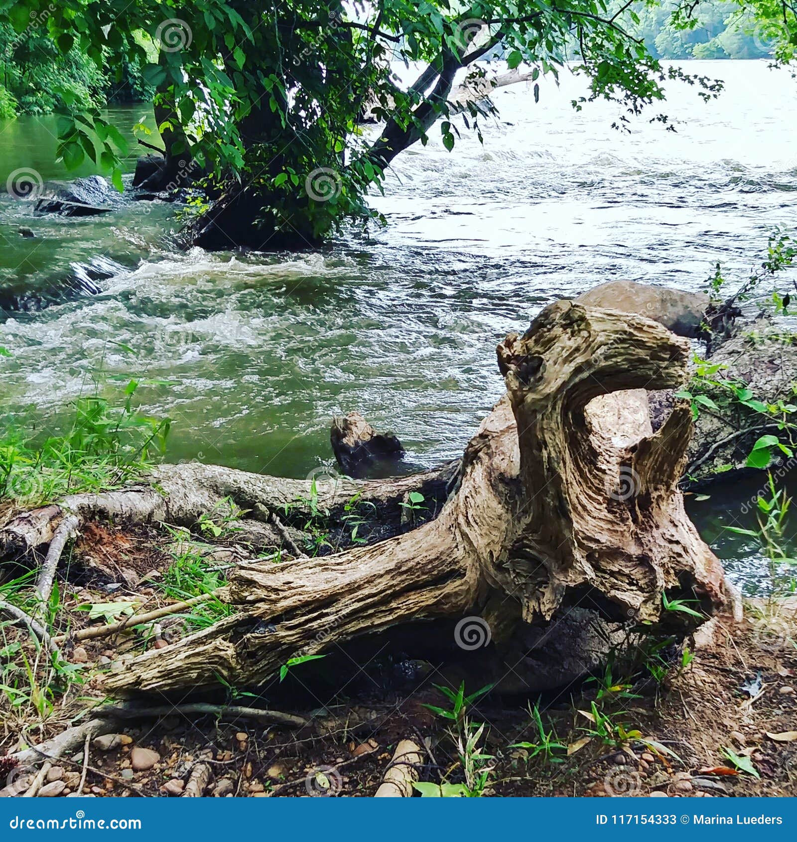 Flowing Water on the River with Tree Roots Stock Image - Image of water ...