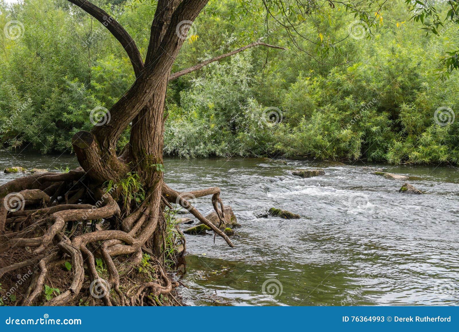 Tree Roots and River Rapids Stock Image - Image of beauty, gnarled ...