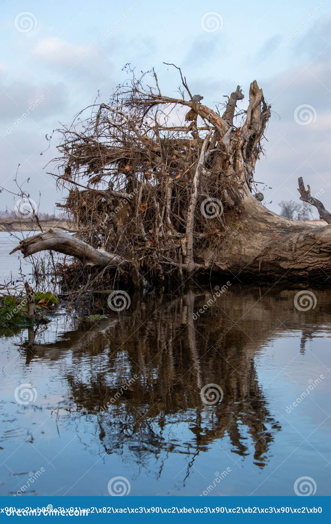 Tree with Roots in the River. Reflection in the Surface of the River ...