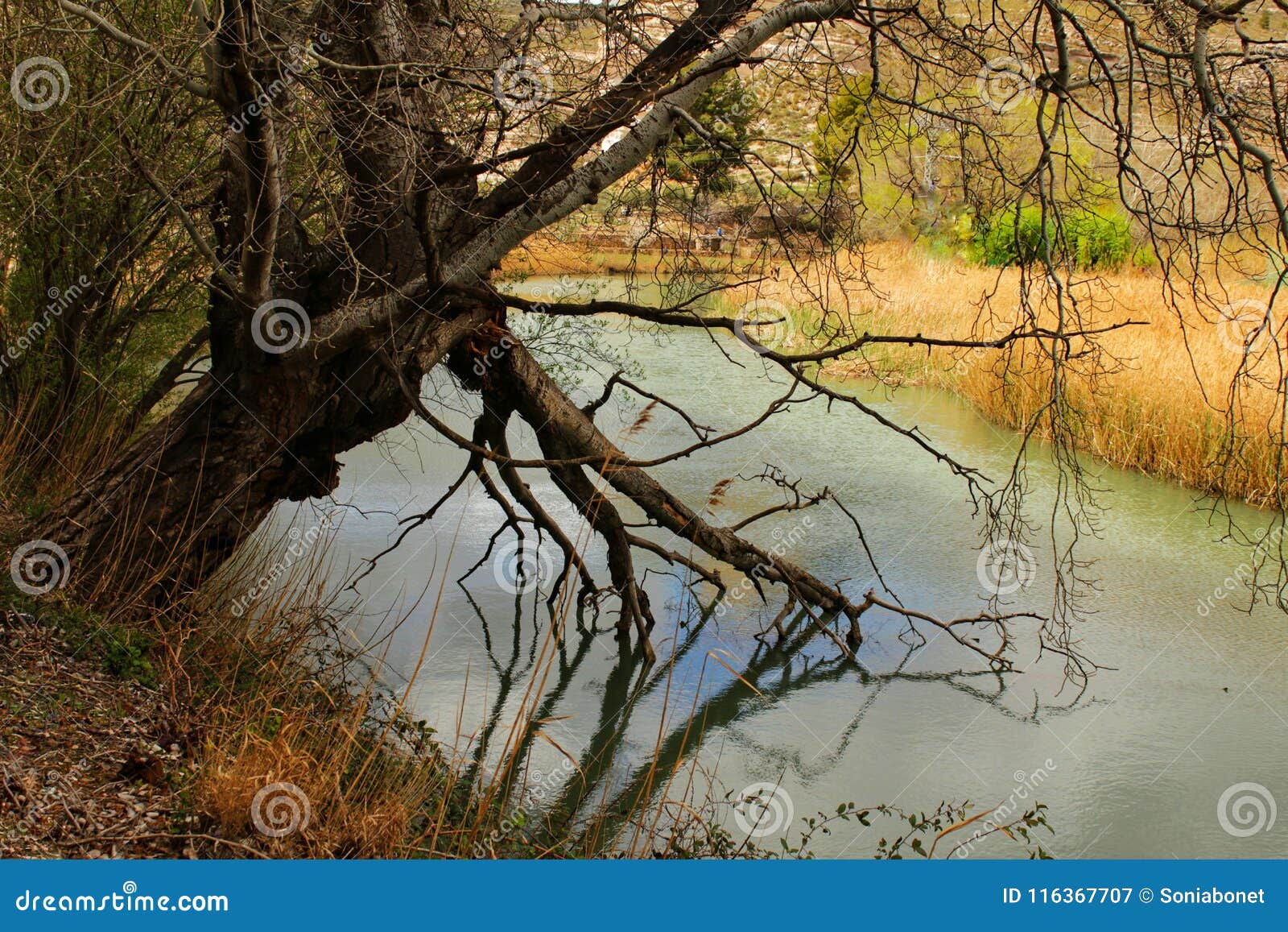 Tree with Roots in the River Stock Image - Image of quiet, water: 116367707