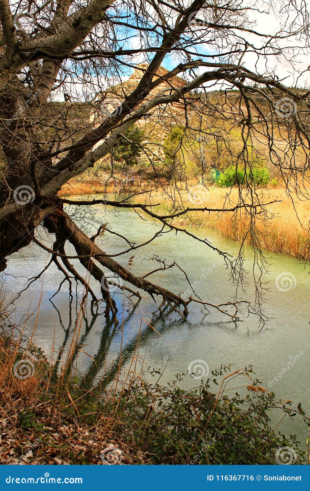 Tree with Roots in the River Stock Photo - Image of fresh, peaceful ...