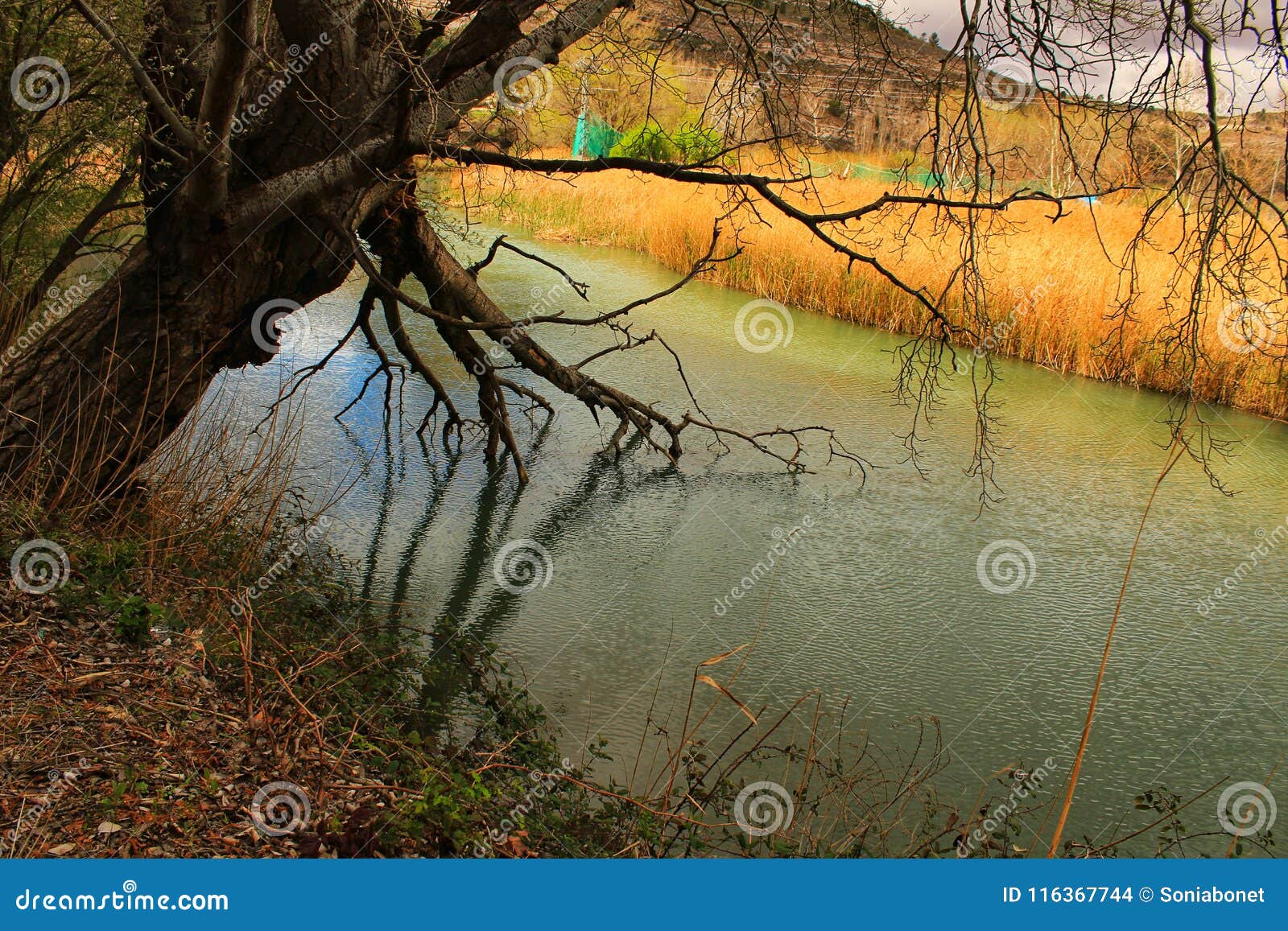 Tree with Roots in the River Stock Photo - Image of purity, cool: 116367744