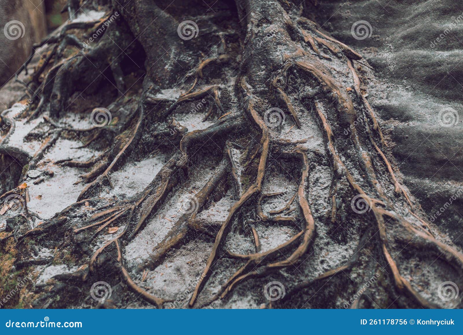 Tree roots on the rock stock photo. Image of surface - 261178756