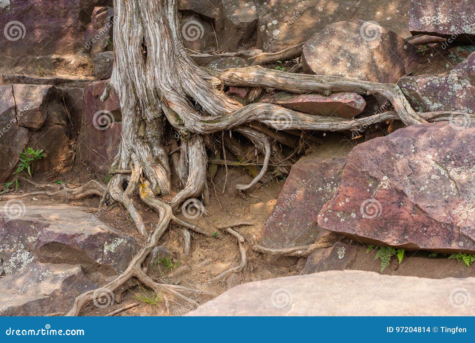 Tree roots on rock stock photo. Image of organic, brown - 97204814