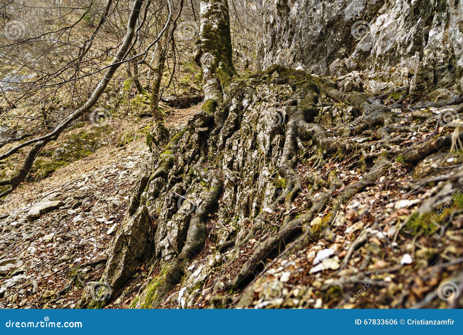 Tree with roots in rock stock photo. Image of branch - 67833606