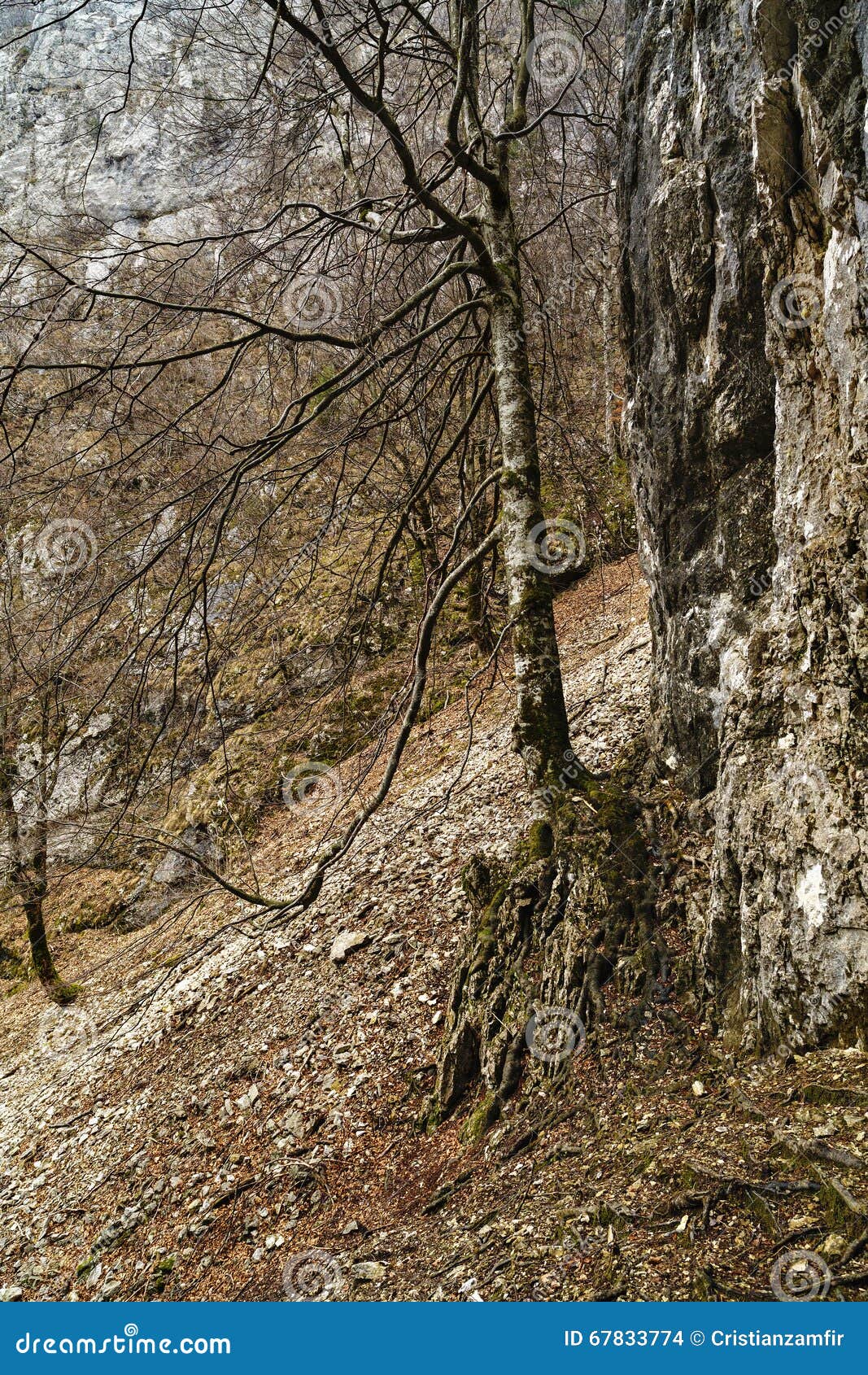 Tree with roots in rock stock photo. Image of branch - 67833774