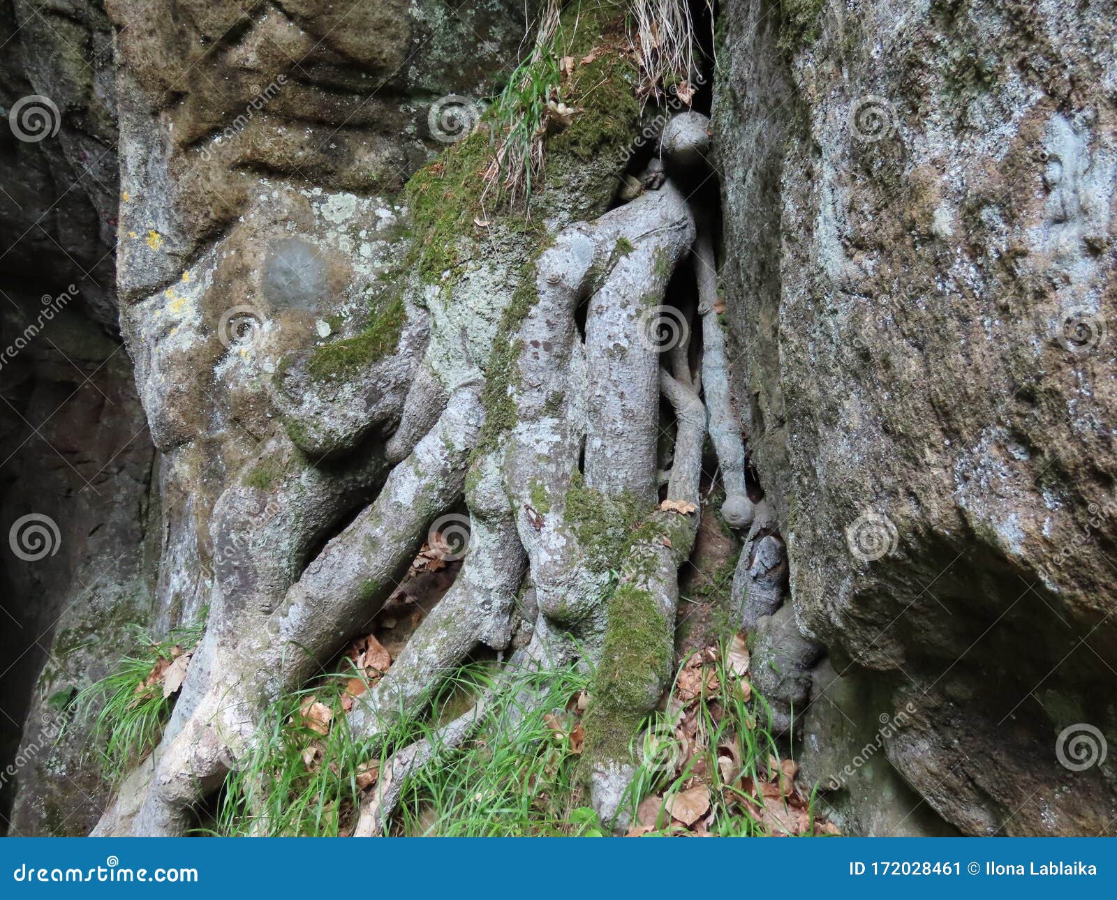Tree roots on rock stock image. Image of breechkaul - 172028461