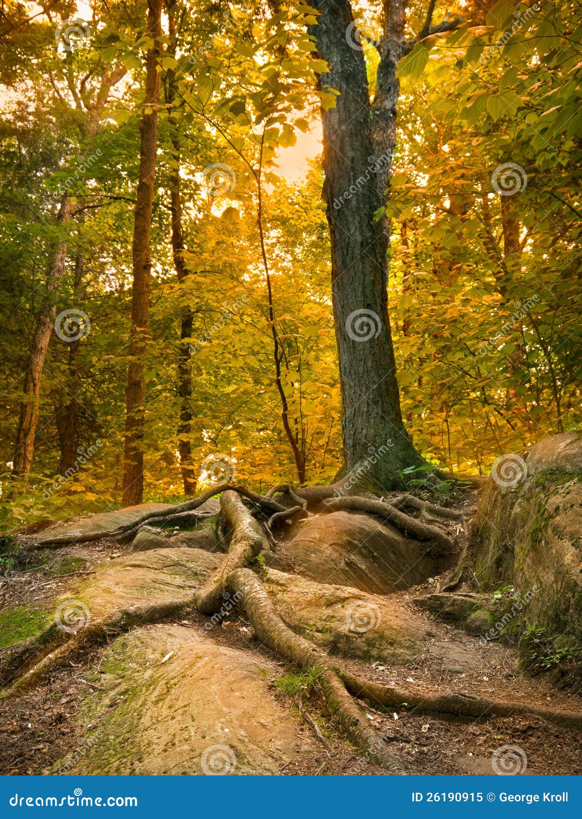Tree Roots on Rock Sunset Background. Stock Image - Image of nature ...