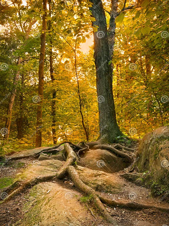 Tree Roots on Rock Sunset Background. Stock Image - Image of nature ...