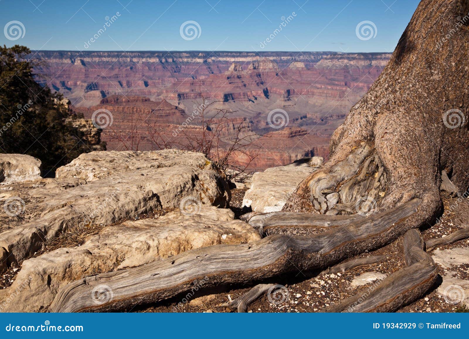 Tree roots and rocks stock image. Image of roots, adventure - 19342929