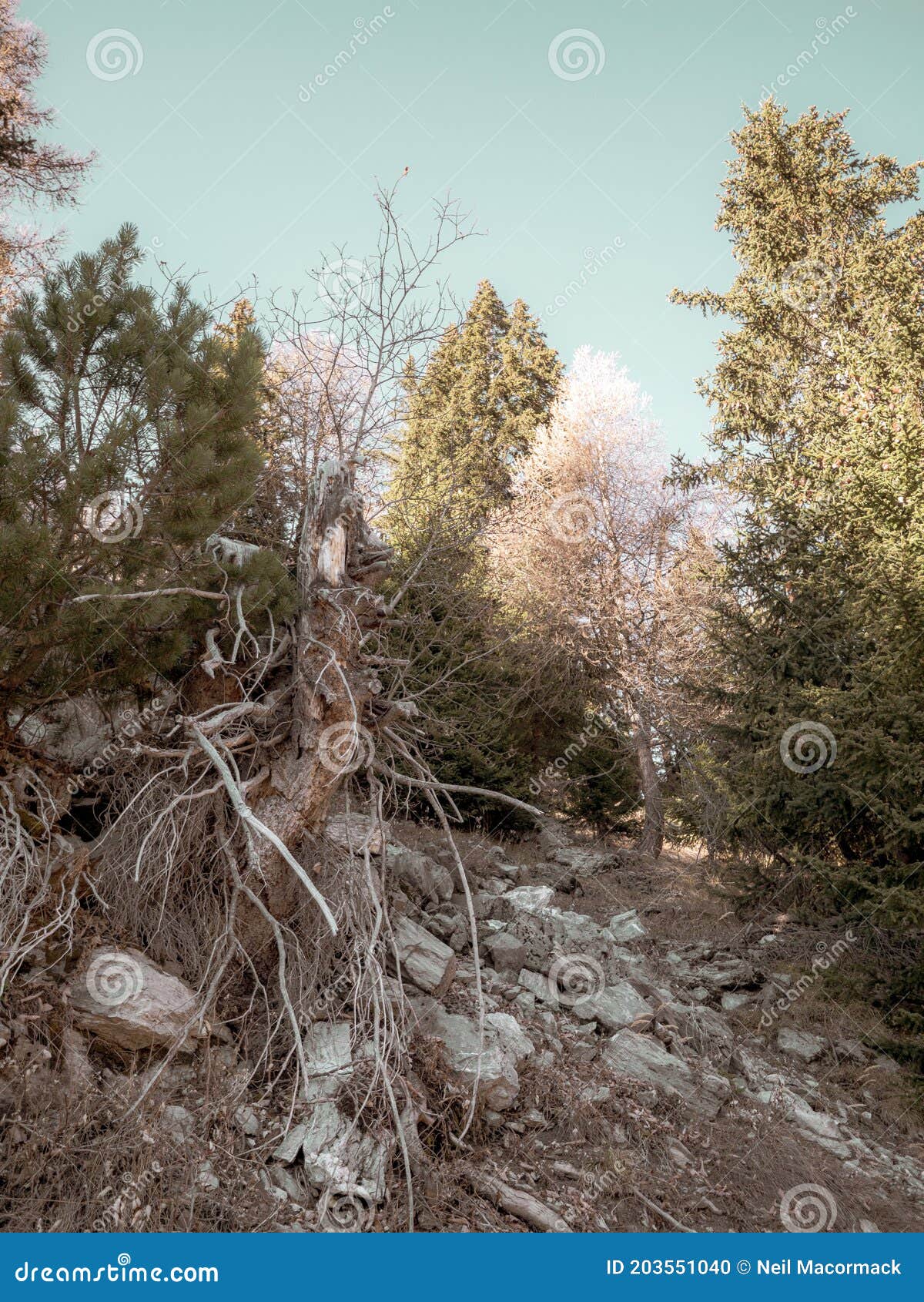 Tree Roots and Rocks and Pine Trees Stock Photo - Image of hiking ...