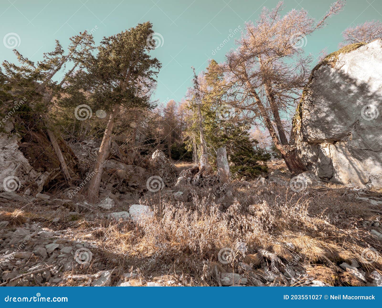 Tree Roots and Rocks and Pine Trees Stock Image - Image of european ...
