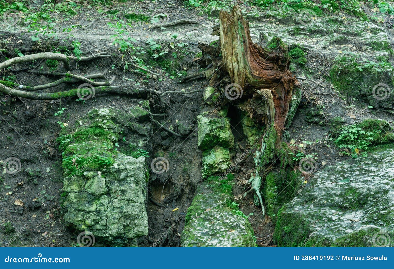 Tree Roots among the Rocks, Stock Photo - Image of foliage, magical ...