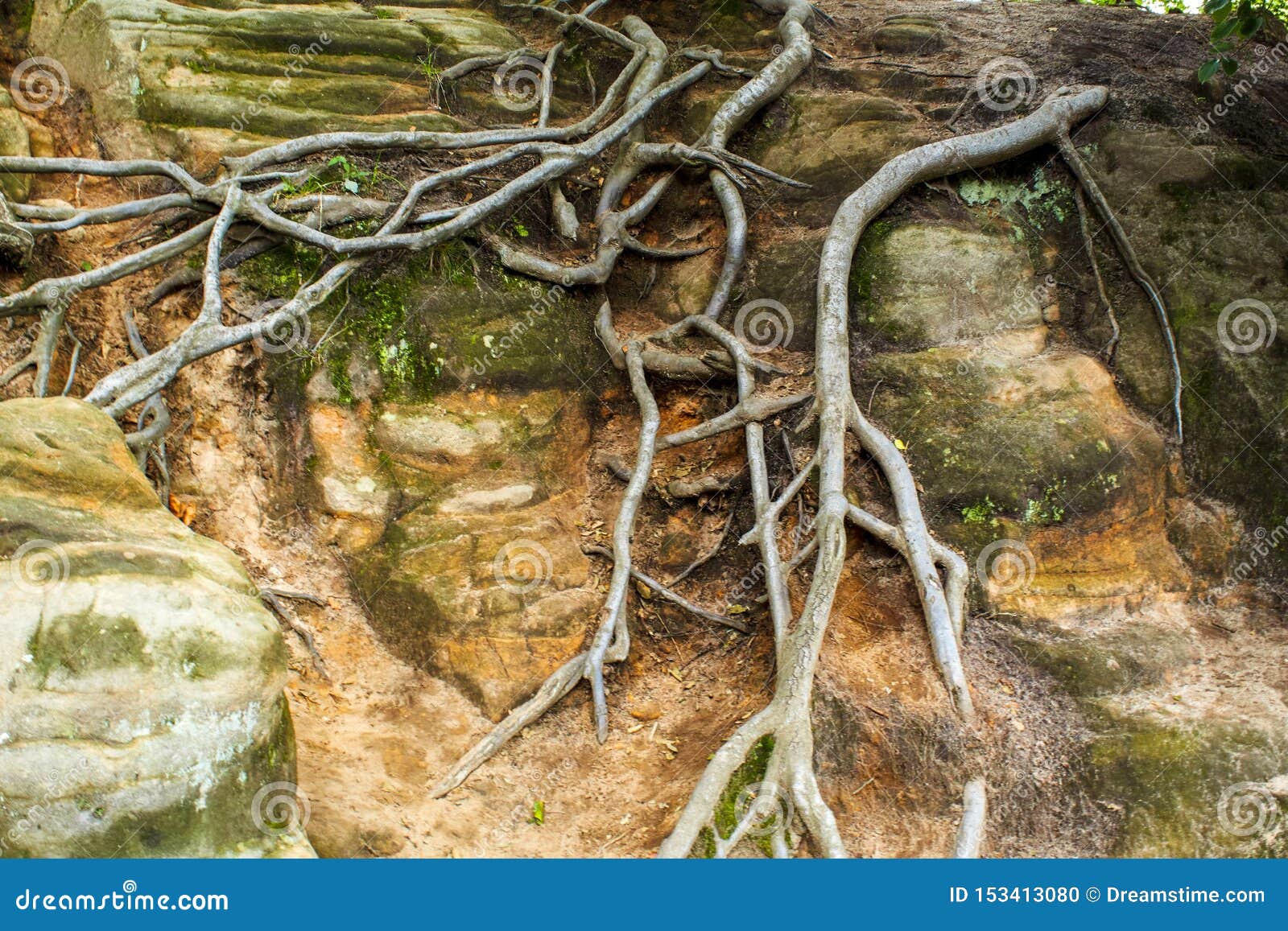 Tree Roots on a Rocky Surface Stock Photo - Image of incredible, trees ...