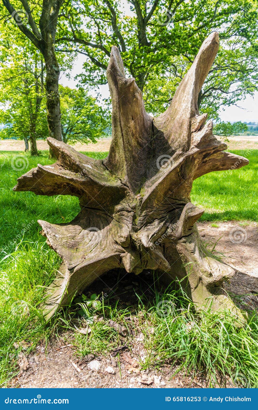 Tree Roots, the Root of a Fallen Tree. Stock Image - Image of woodland ...