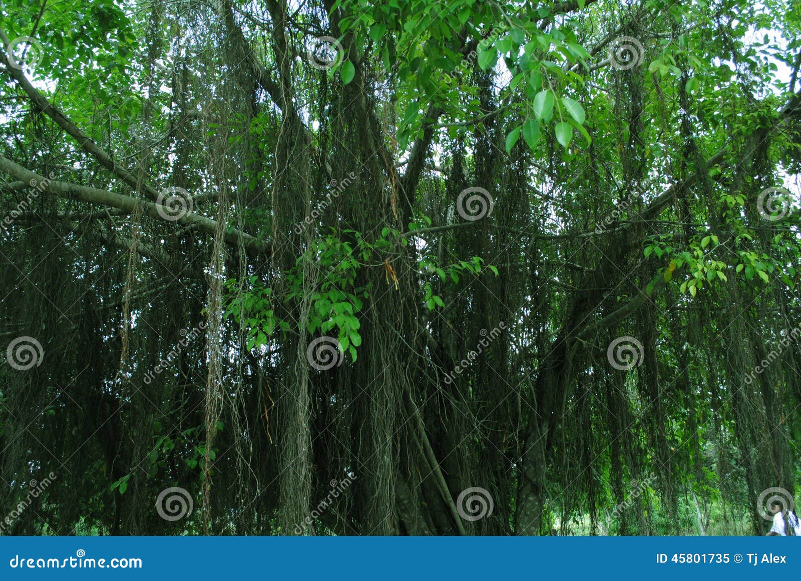 Tree roots stock image. Image of root, thorn, leaves - 45801735
