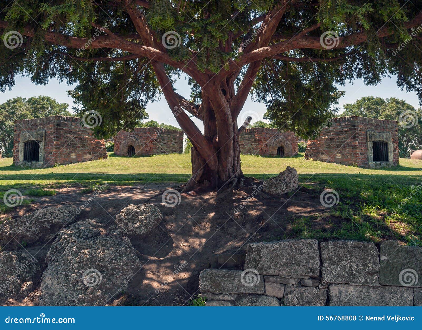 Tree with roots stock photo. Image of outdoors, giant - 56768808