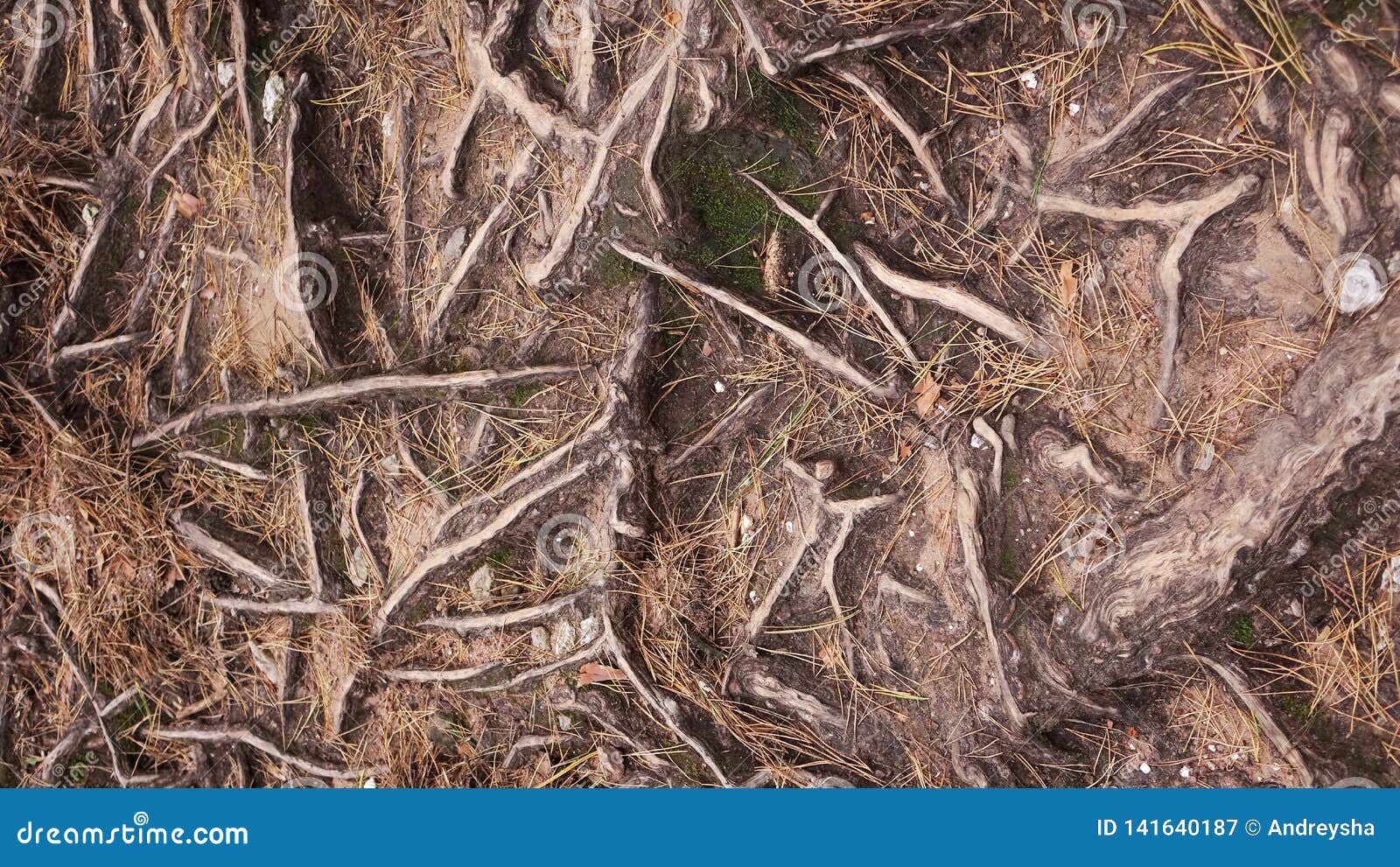 Tree Roots.the Root System is in Dry Soil Stock Image - Image of ...