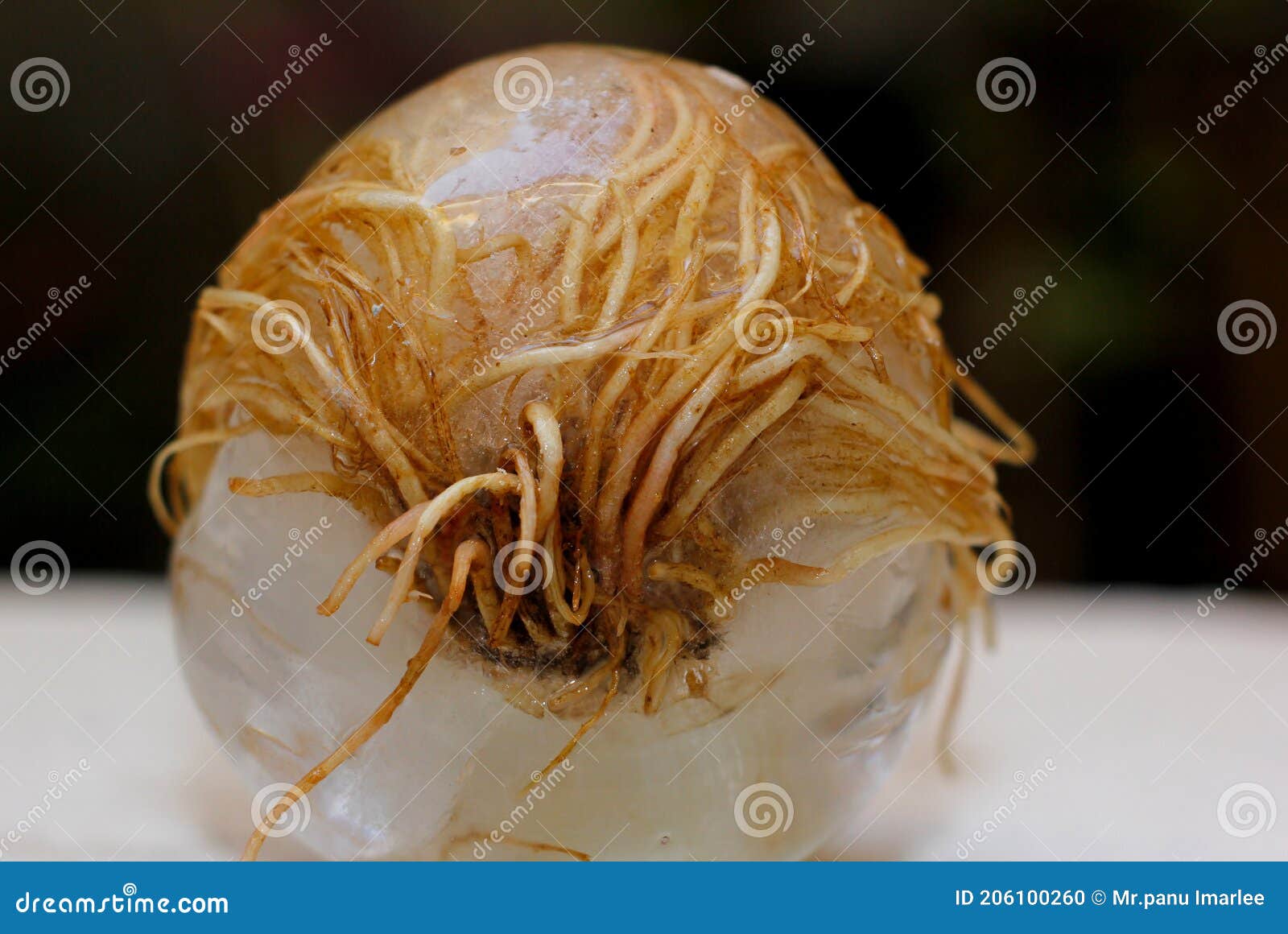 Tree Roots in Round Ice Cubes Stock Photo - Image of concept, growth ...