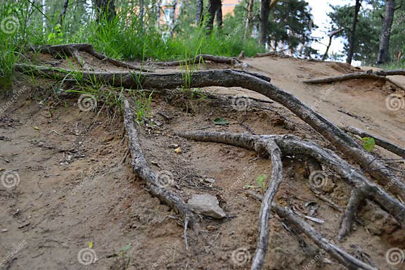Tree Roots in Sand and Clay Stock Photo - Image of root, clay: 97721786