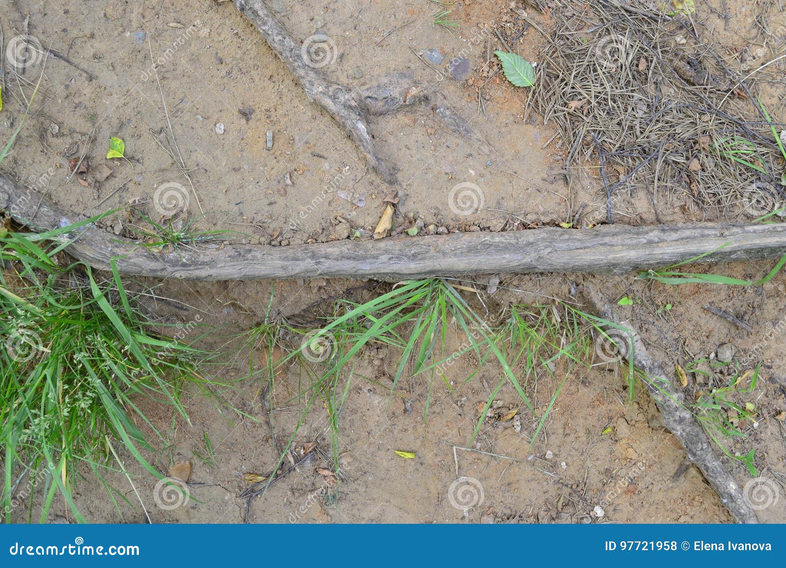 Tree Roots in Sand and Clay Stock Photo - Image of danger, reptile ...