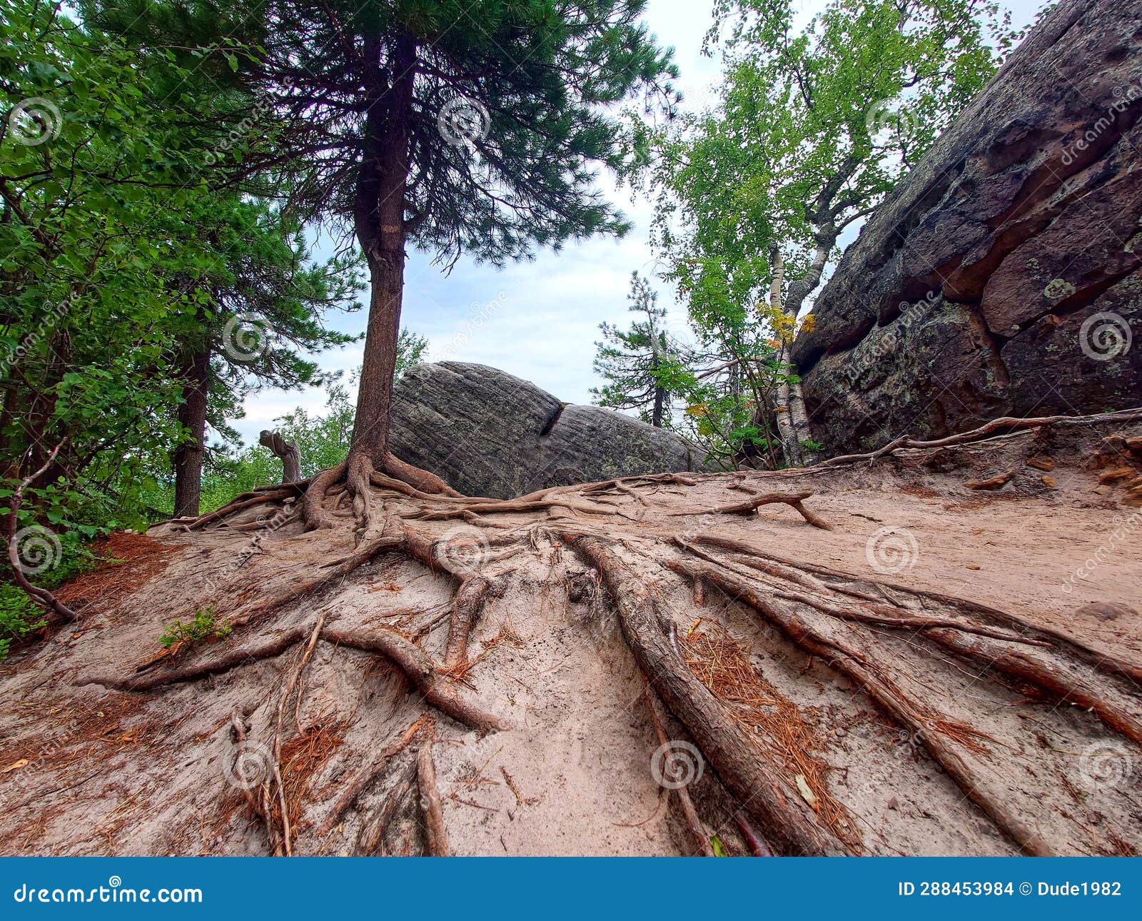 Tree Roots in Sandstone Rocks in Forest Stock Photo - Image of leaf ...