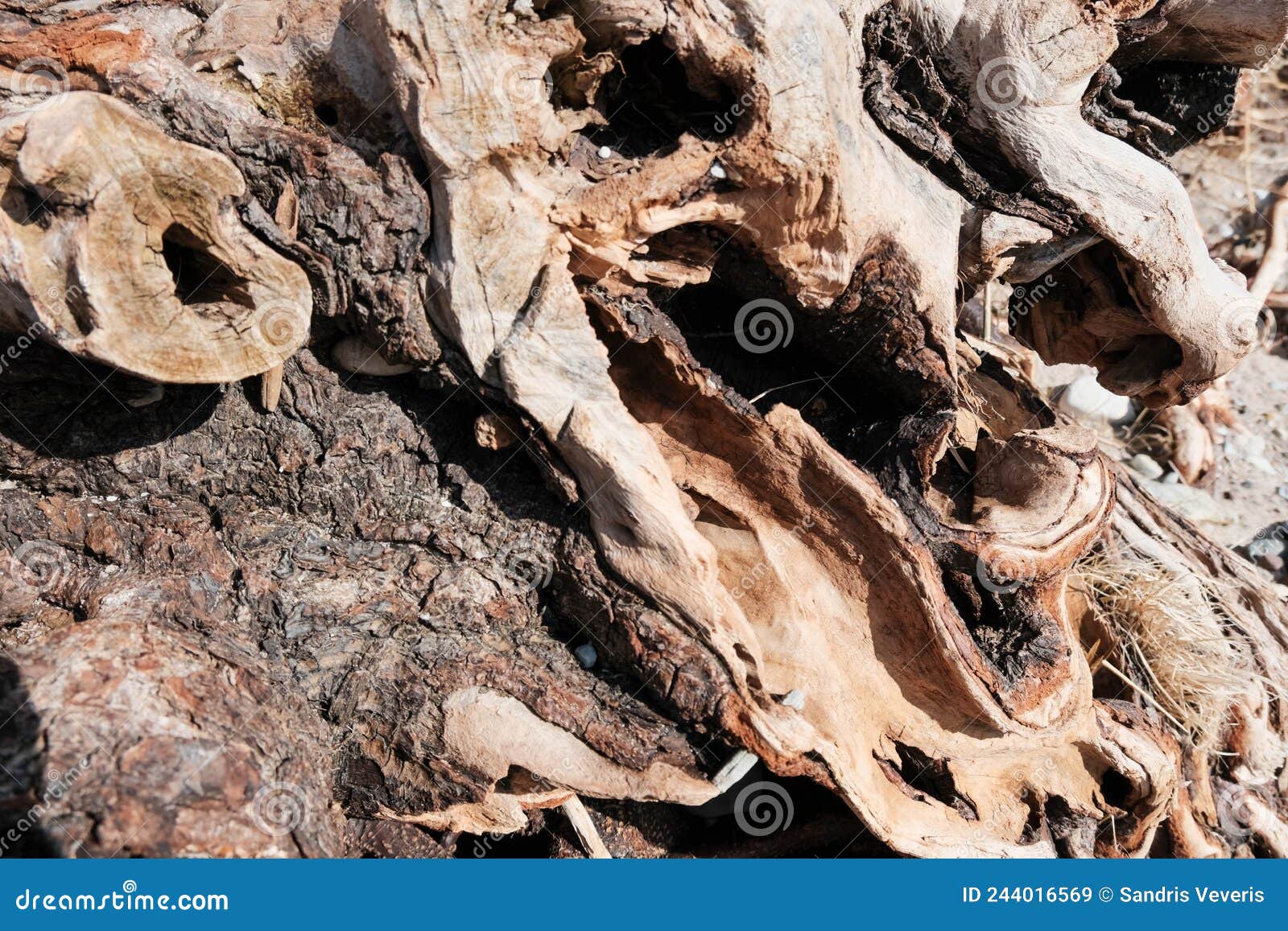 Tree Roots by the Sea. Root Structure on the Estonian Baltic Coast ...