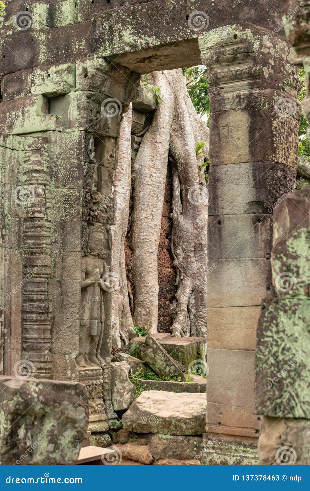 Tree Roots Seen through Stone Temple Arch Stock Image - Image of ...