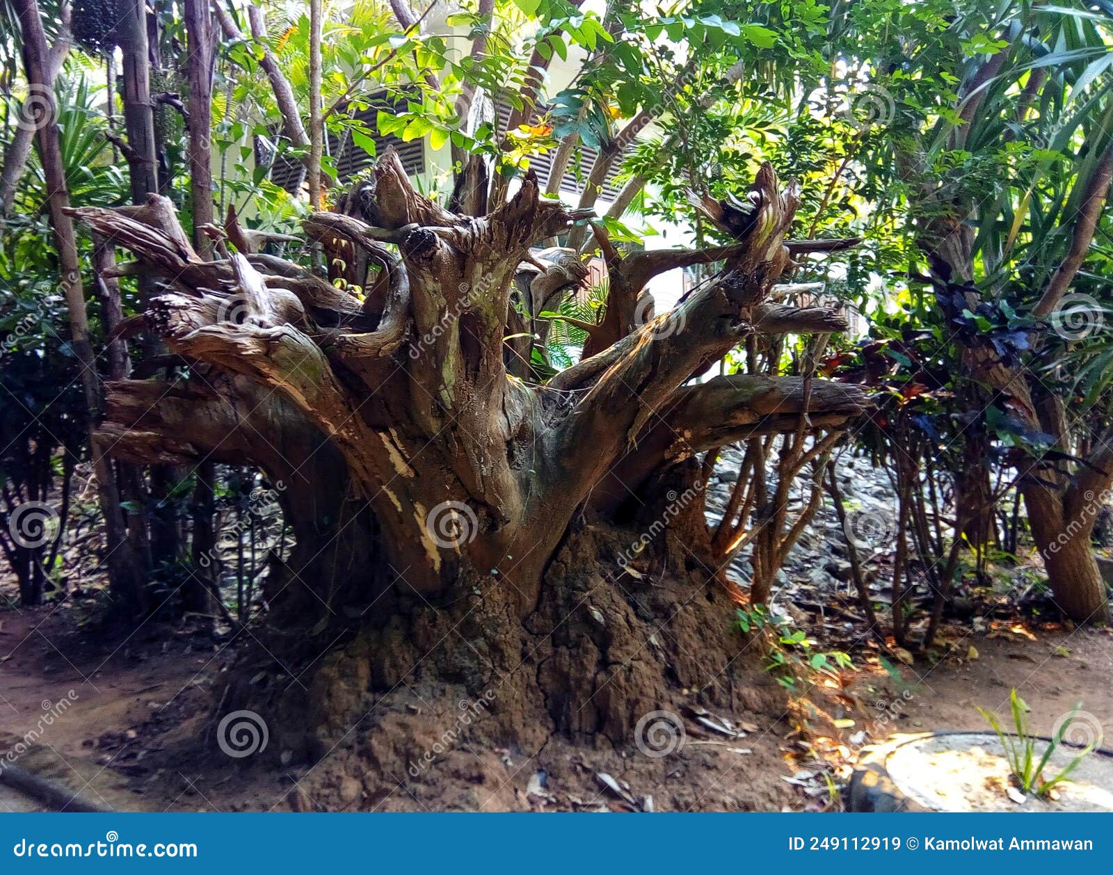 Tree, roots, shadow, shady stock image. Image of root - 249112919