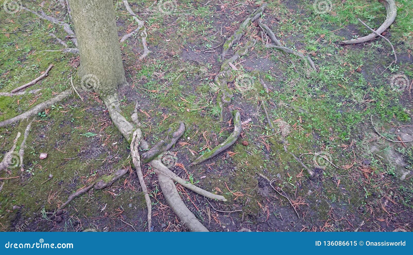 Tree Roots stock image. Image of roots, young, ground - 136086615