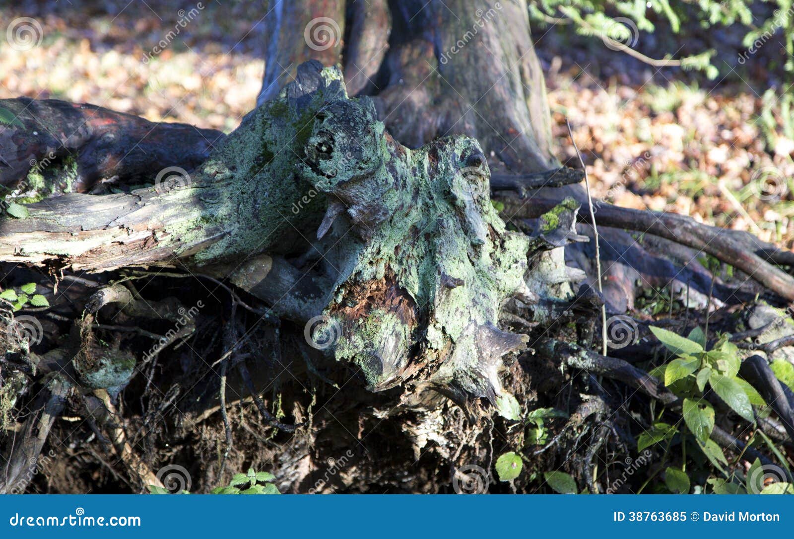 Tree roots stock image. Image of growth, colours, eyes - 38763685