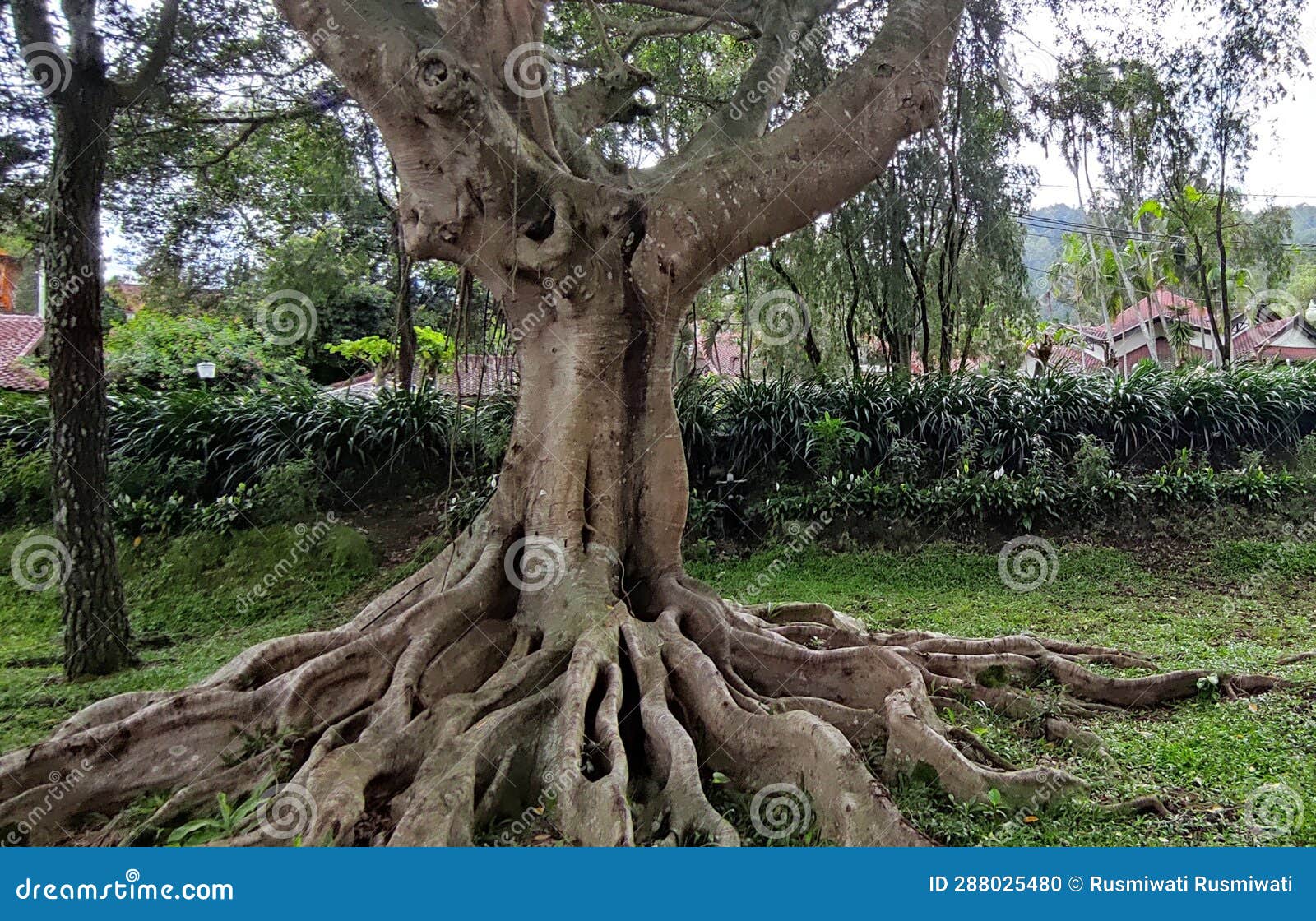 A Tree with Roots Showing Above the Ground Stock Photo - Image of leaf ...