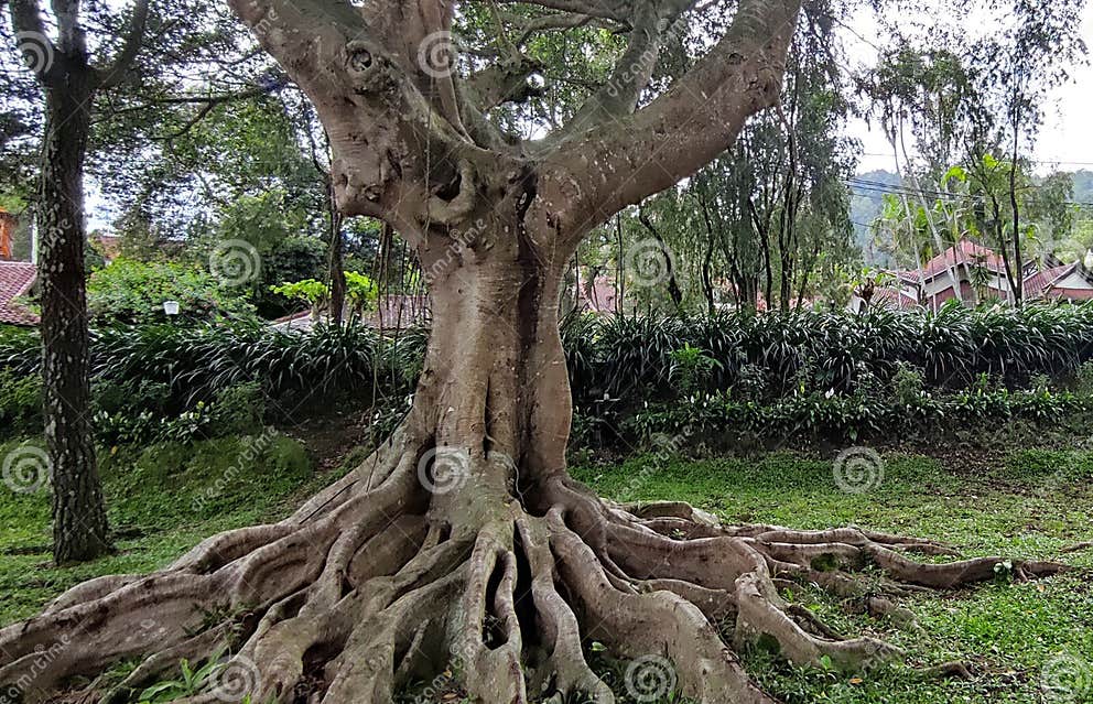 A Tree with Roots Showing Above the Ground Stock Photo - Image of leaf ...