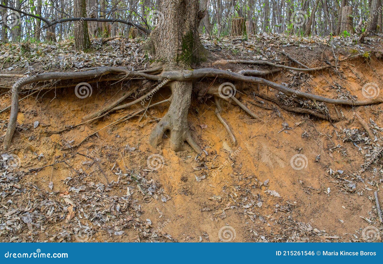Tree Roots on the Side of the Forest Footpath Stock Photo - Image of ...