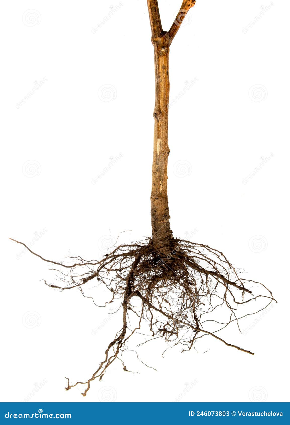 The Tree Roots Silhouettes Isolated on a White Background Stock Image ...