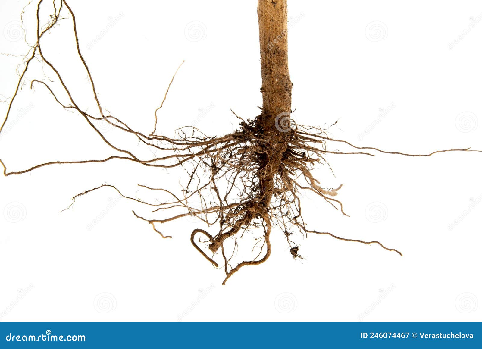 The Tree Roots Silhouettes Isolated on a White Background Stock Image ...