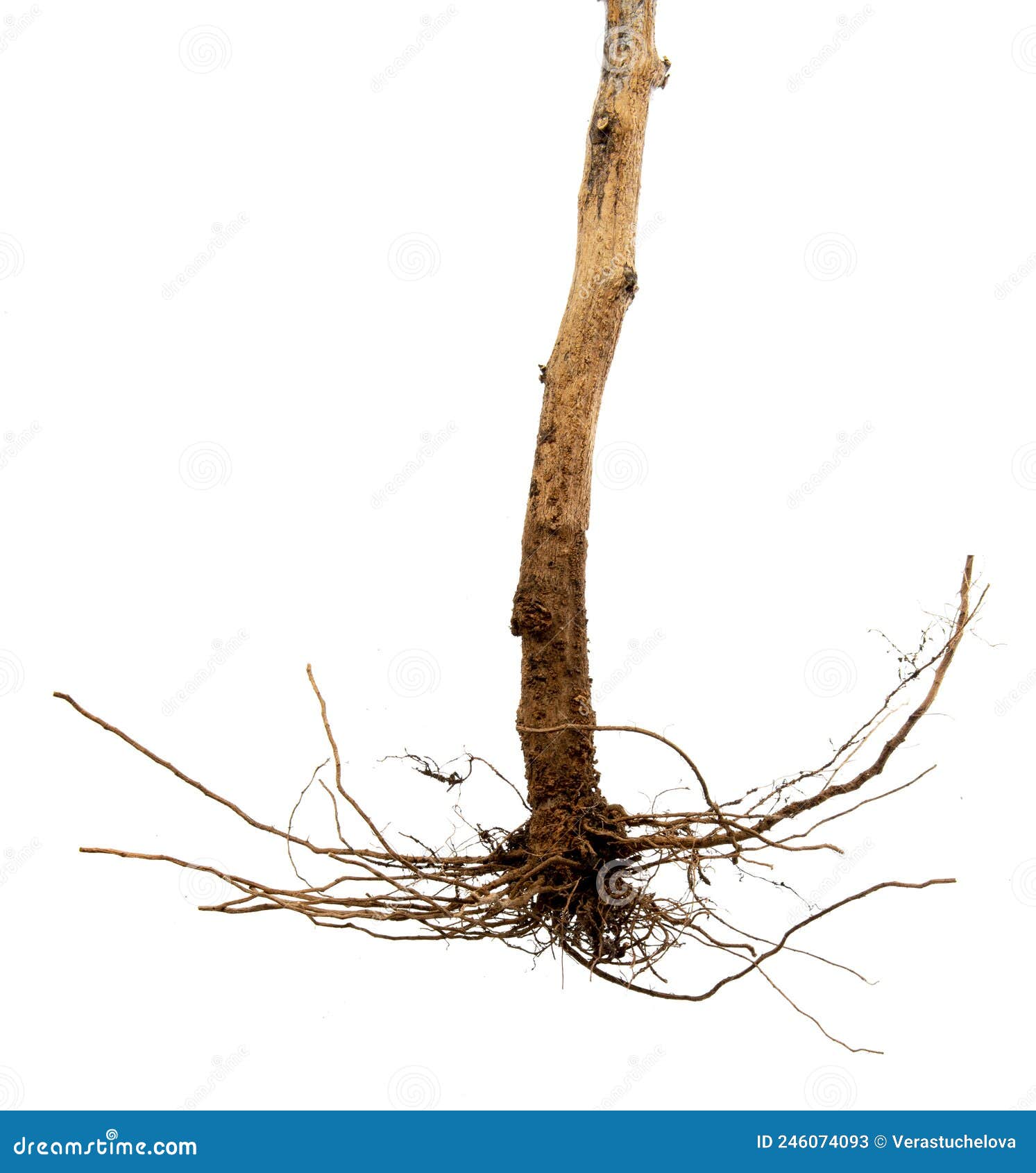 The Tree Roots Silhouettes Isolated on a White Background Stock Image ...